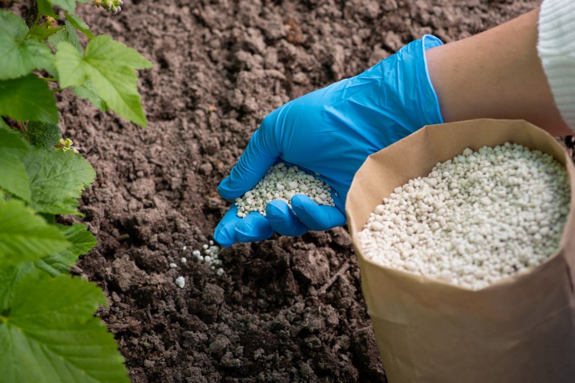 Corne broyée ou torréfiée : les bienfaits d'un engrais naturel